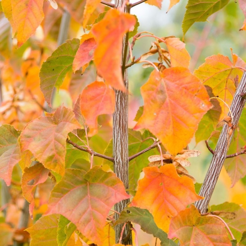 Acer davidii - Snake Bark Maple Tree - circa 150cm