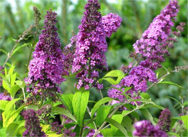 Buddleja Buddma 'Moonshine' - New & Exclusive Golden Foliage Buddleia