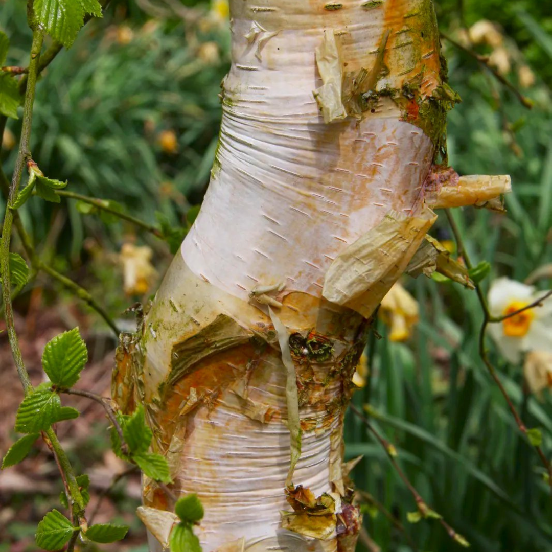 Betula pendula Spider Alley - Contorted Birch Tree - circa 120cms
