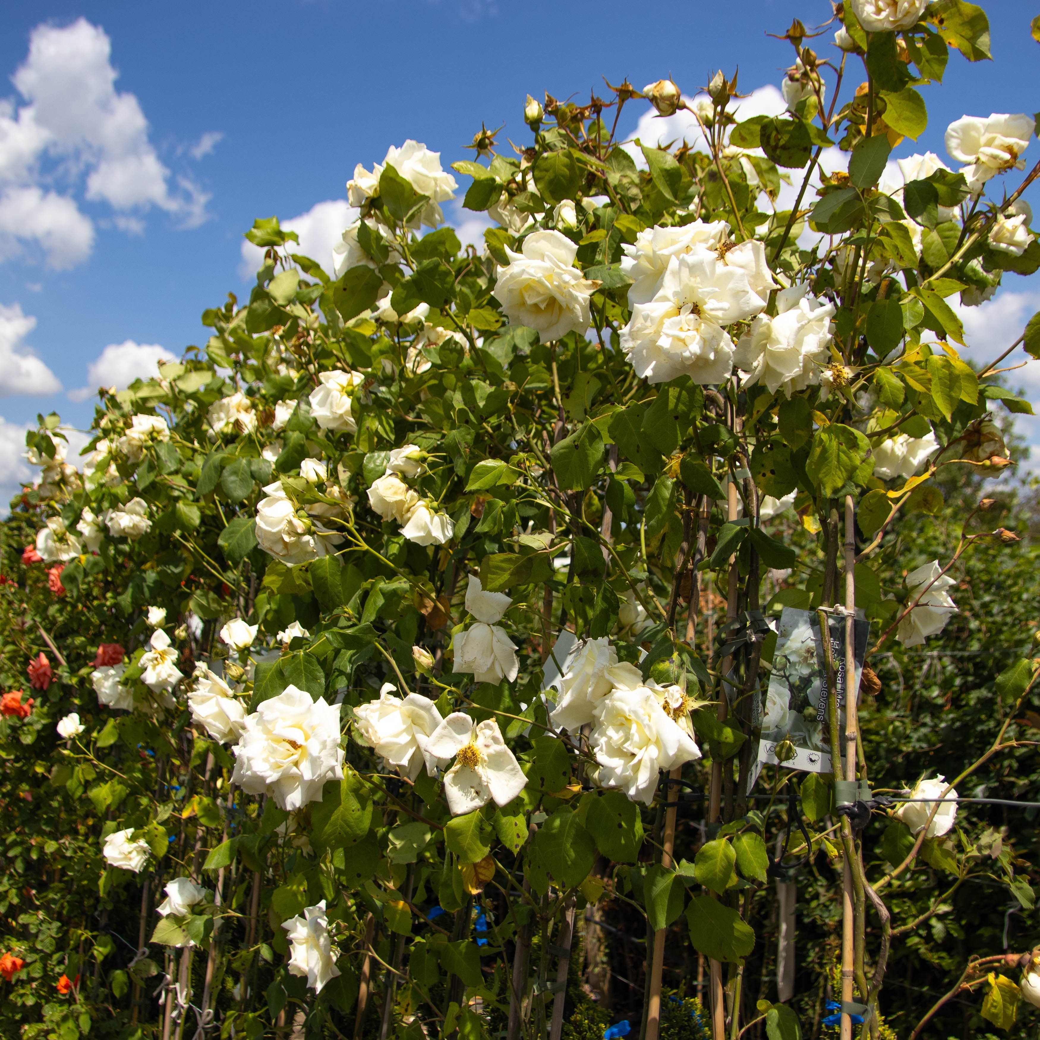 Large 6-7ft Climbing Rose Herbert Stevens