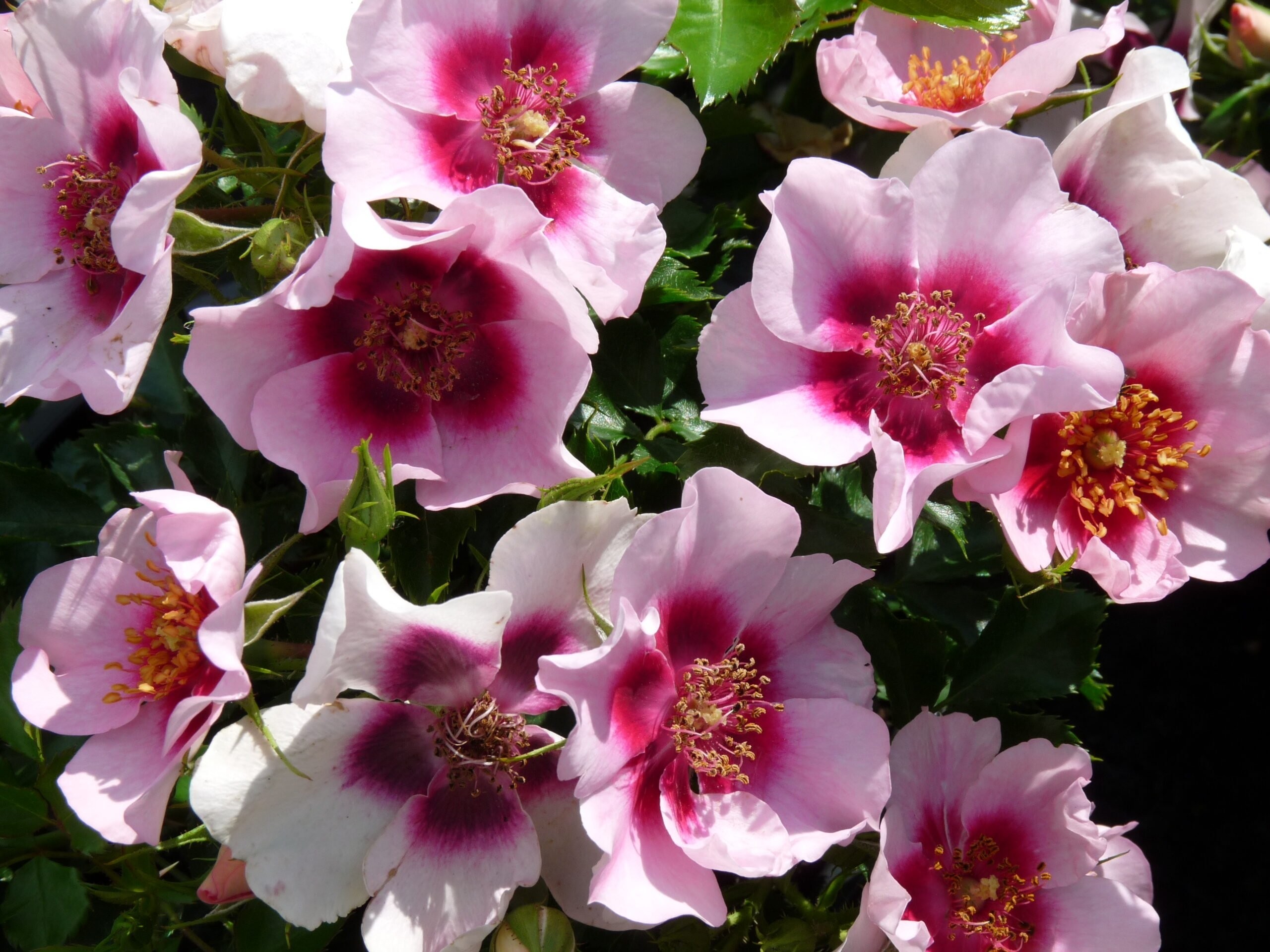 Babylon Eyes Bravo Rose