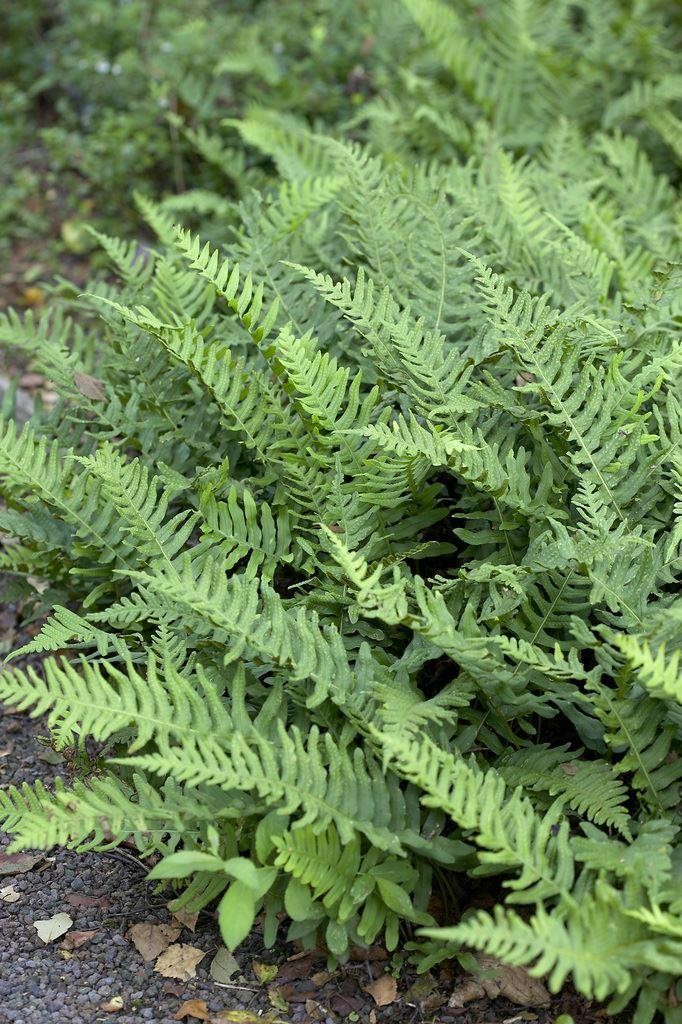Polypodium vulgare - Common Polypody Fern