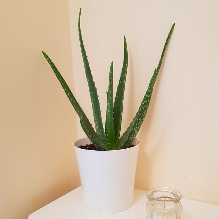 Aloe Vera - Succulent Plant