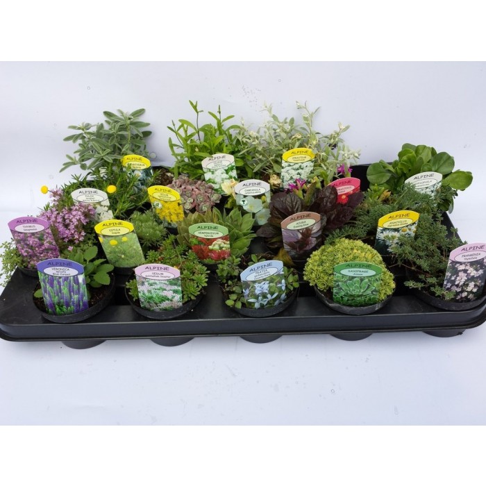 Alpine Plant Collection - Pack of 8 Alpine Rockery Plants