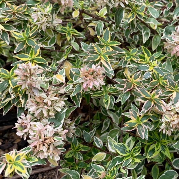 Abelia shrubs for sale | Buy Abelia plants UK delivery