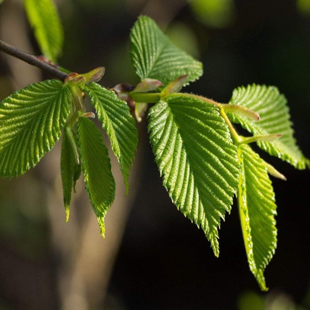 Hornbeam Hedging - Pack of 20 - Carpinus Betulus