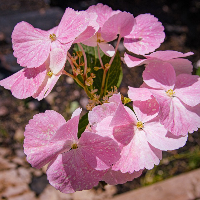 Hydrangea French Bolero Pink