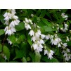 Deutzia gracilis Nikko - White Deutzia