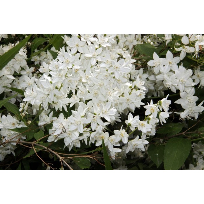 Deutzia gracilis Nikko - White Deutzia