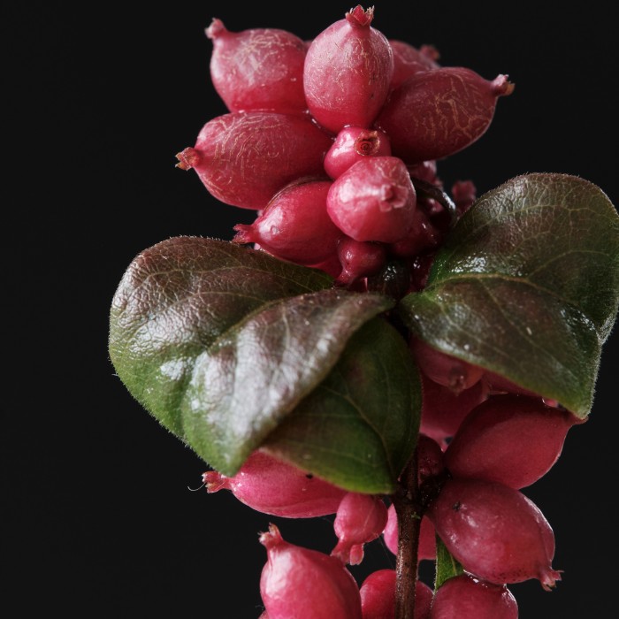 WINTER SALE - Symphoricarpos dorenborsii Magical Candy - Snowberry