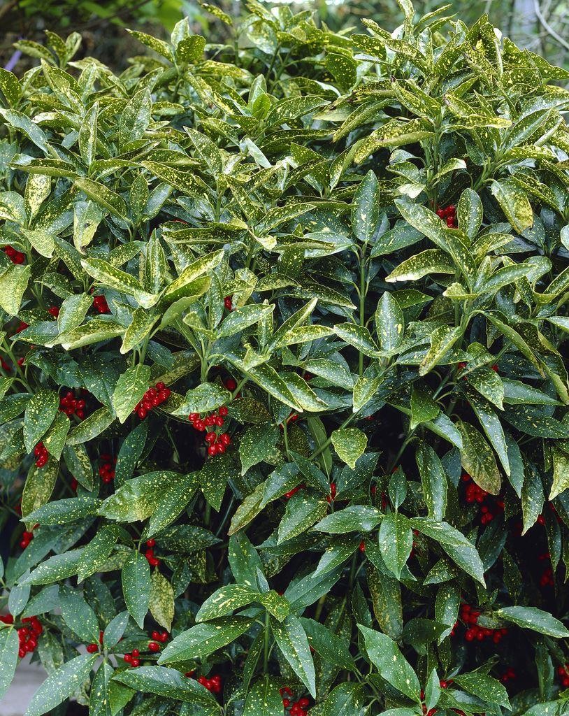 Evergreen Japanese Spotted Laurel - Aucuba japonica Variegata