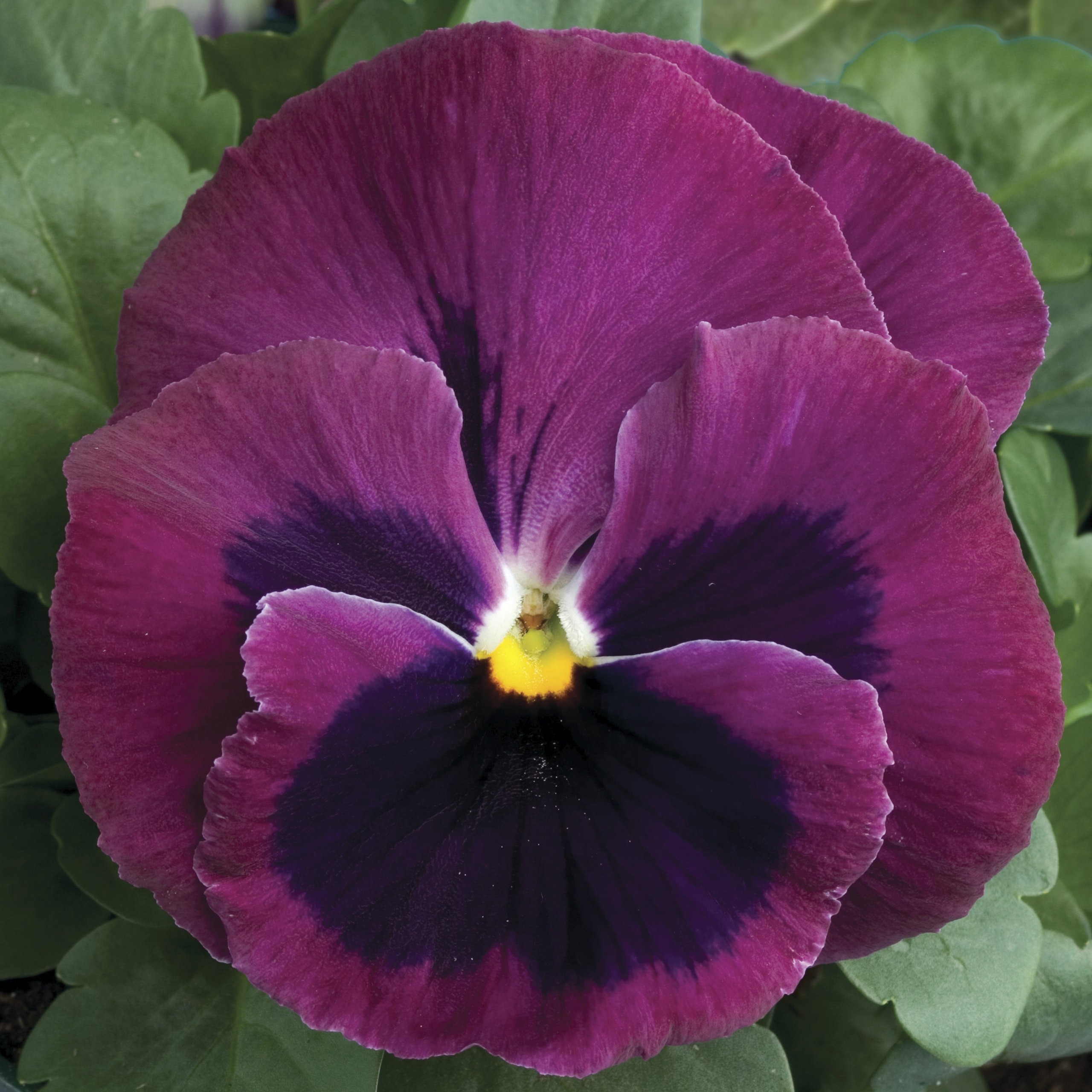 Pansy Colossus Lavender Surprise - Pack of SIX Giant Flowered Pansy Plants