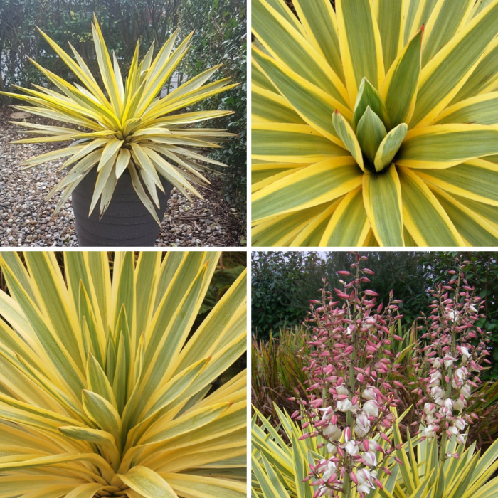 Bright Star Yucca