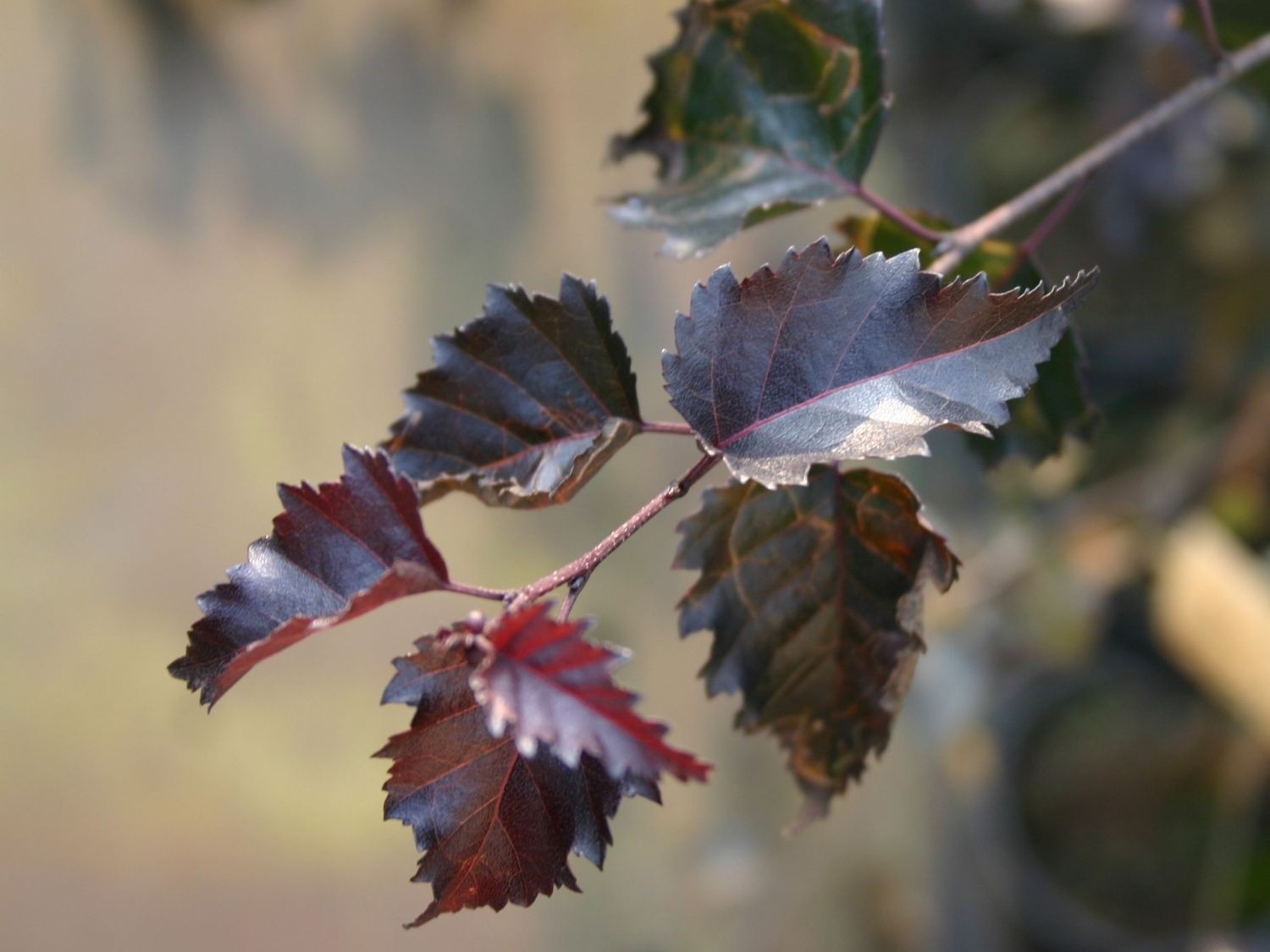 Betula pendula Purpurea - Purple Leaf Birch Tree
