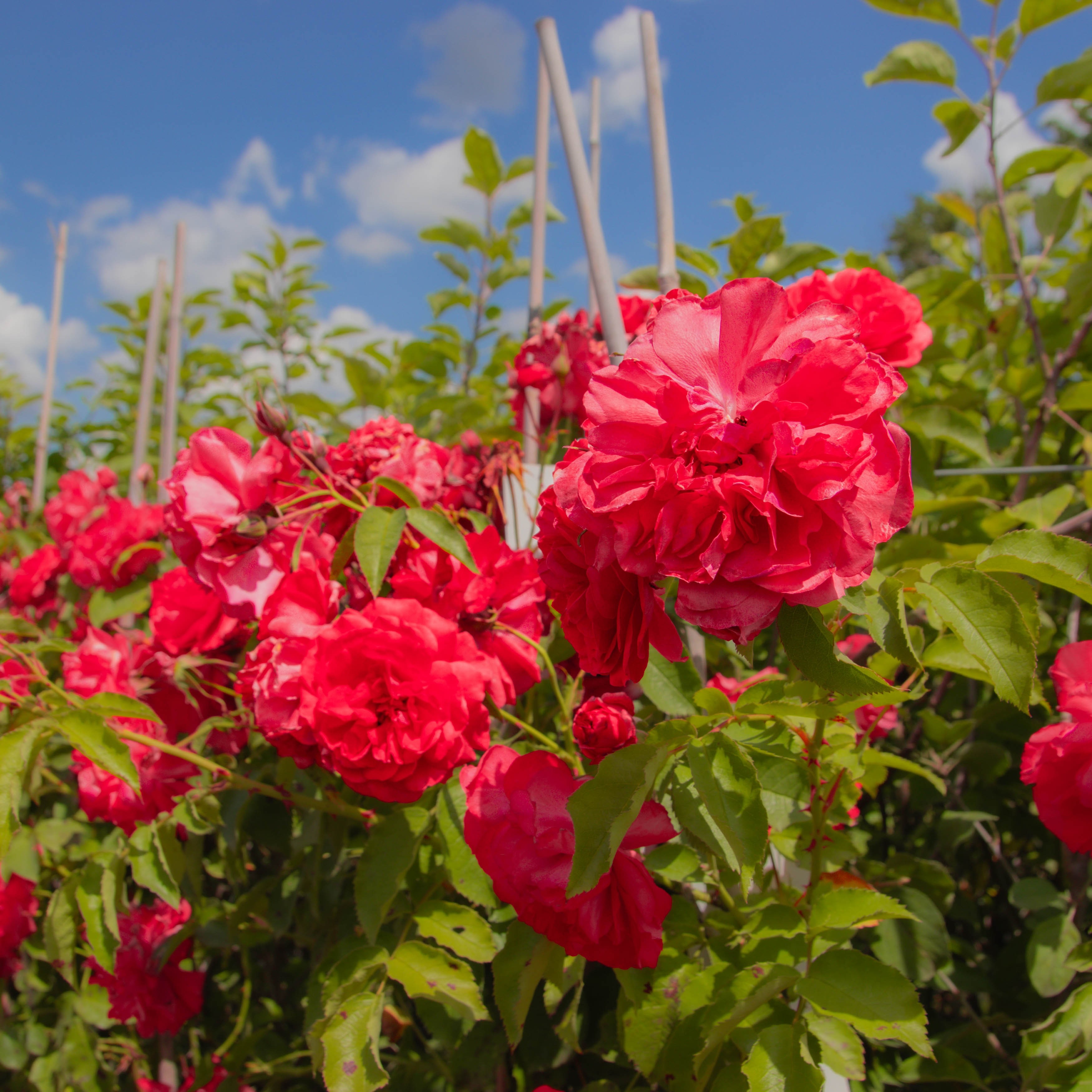 Large 6-7ft Specimen Climbing Rose - Rose Uetersens Rosenprinzessin ...
