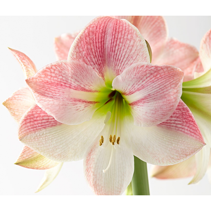 Amaryllis - APPLE BLOSSOM - Hippeastrum