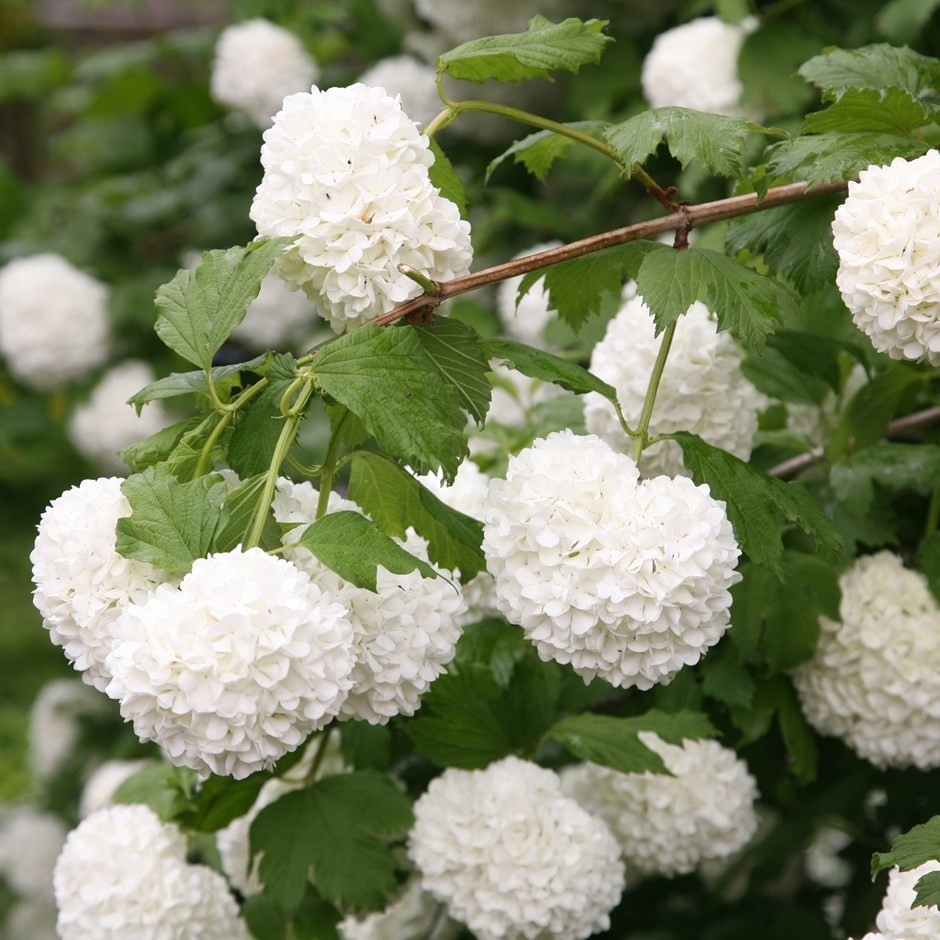 Fragrant SNOW BALL TREE - Patio Standard Viburnum opulus roseum ...