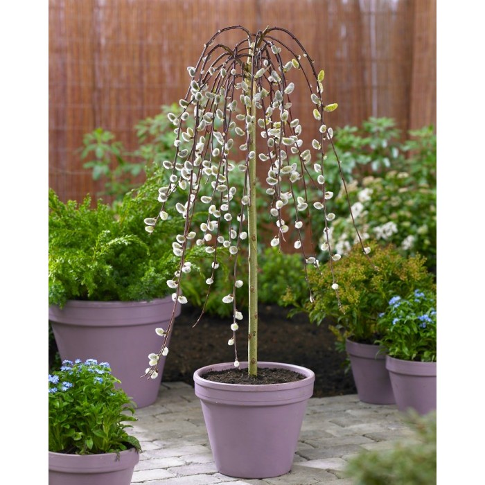 Patio Kilmarnock Willow - Beautiful Salix Weeping Pussy Willows