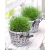 Festuca gautieri Green - Pack of THREE
