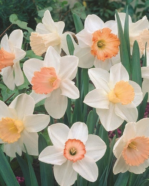 Pink Family Daffodil Designer Blend - Pack of 5 Bulbs