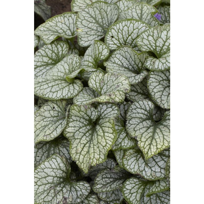 Brunnera macrophylla 'Jack Frost' - Silver Heart leaf Brunnera