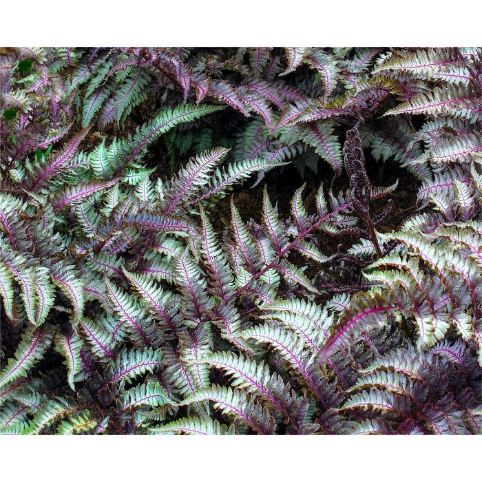 Athyrium niponicum pictum metallicum - Japanese Painted Fern