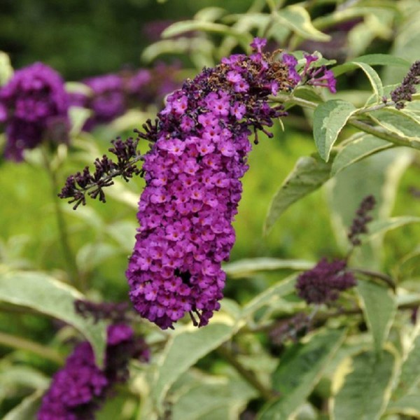 Page 2 | Buddleia shrubs for sale | Buy Buddleia plants UK delivery