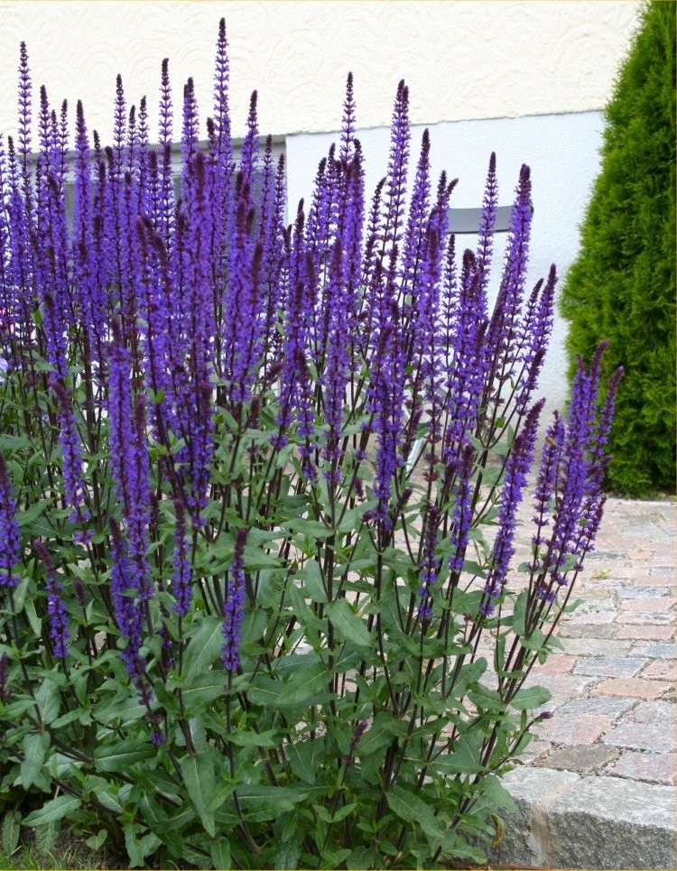 Salvia nemerosa Caradonna - Deep Blue Hardy Salvia
