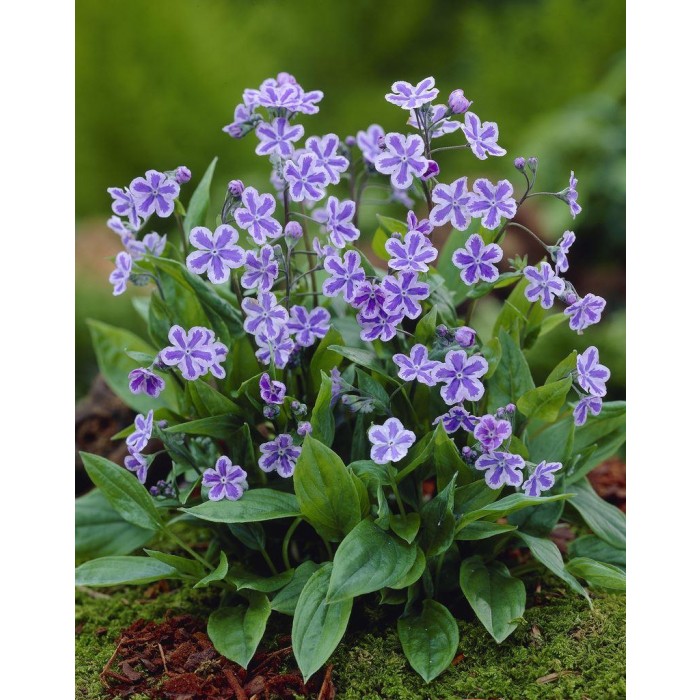 Omphalodes cappadocica Starry Eyes - Navelwort