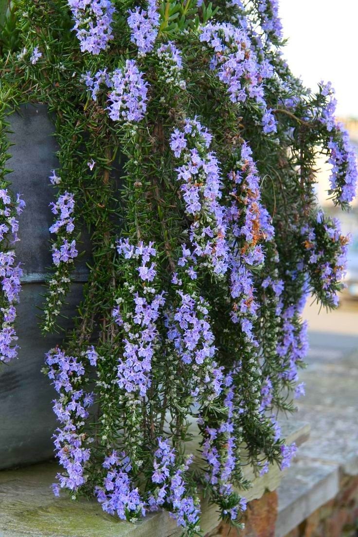 Trailing Rosemary - Rosmarinus officinalis Prostratus 'Capri' - Pack of ...