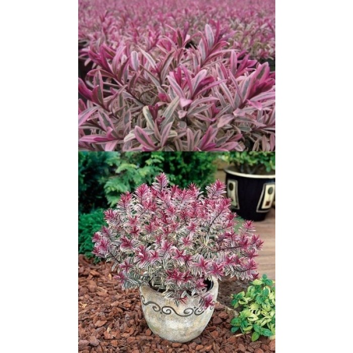 Hebes Collection - Selection of SIX Outstanding Hardy Evergreen Hebe Plants