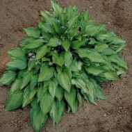 Hosta plants for sale | Plantain lilies