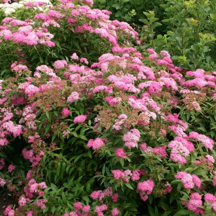 Spirea japonica Little Princess Spiraea