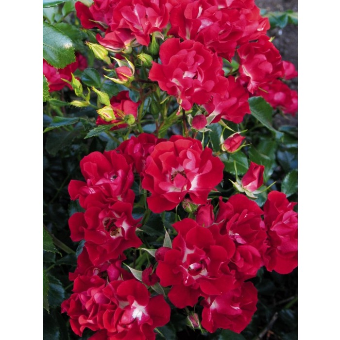 Rose Rambling Rosie - Courtyard Climber