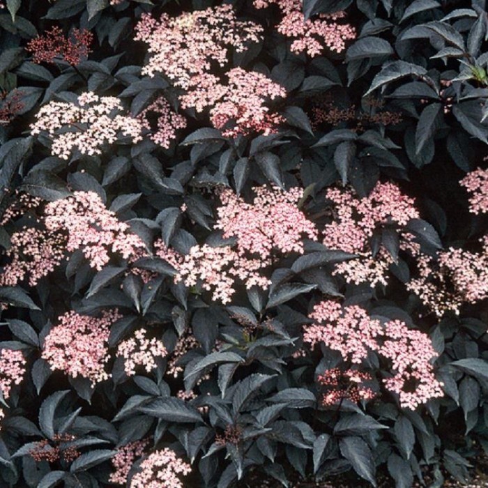 Sambucus nigra Black Beauty - Noir Elder Sambuca Plant
