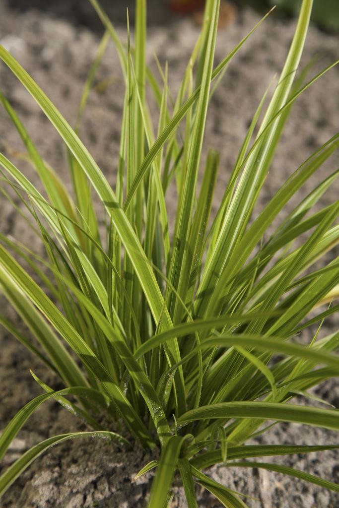 Carex morrowii Variegata