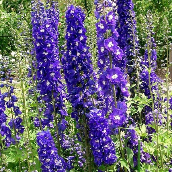 Delphiniums