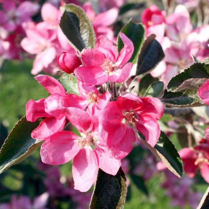 Apple Tree - Redlove® Era - 150cm Fruit Tree - Malus domestica Red Love