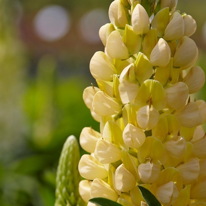 Lupinus Gallery Yellow - Yellow Lupin