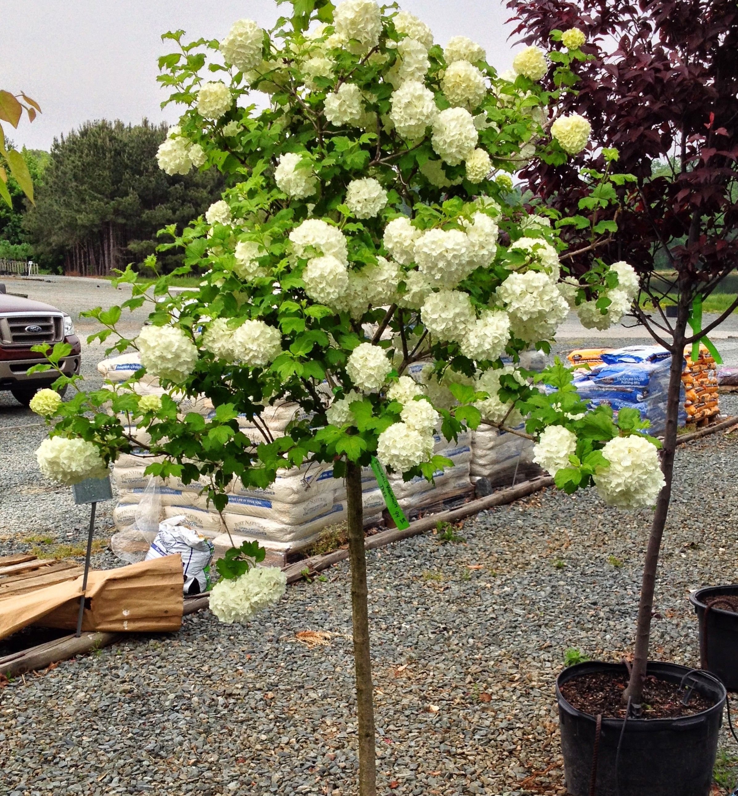 Fragrant SNOW BALL TREE - Patio Standard Viburnum opulus roseum ...