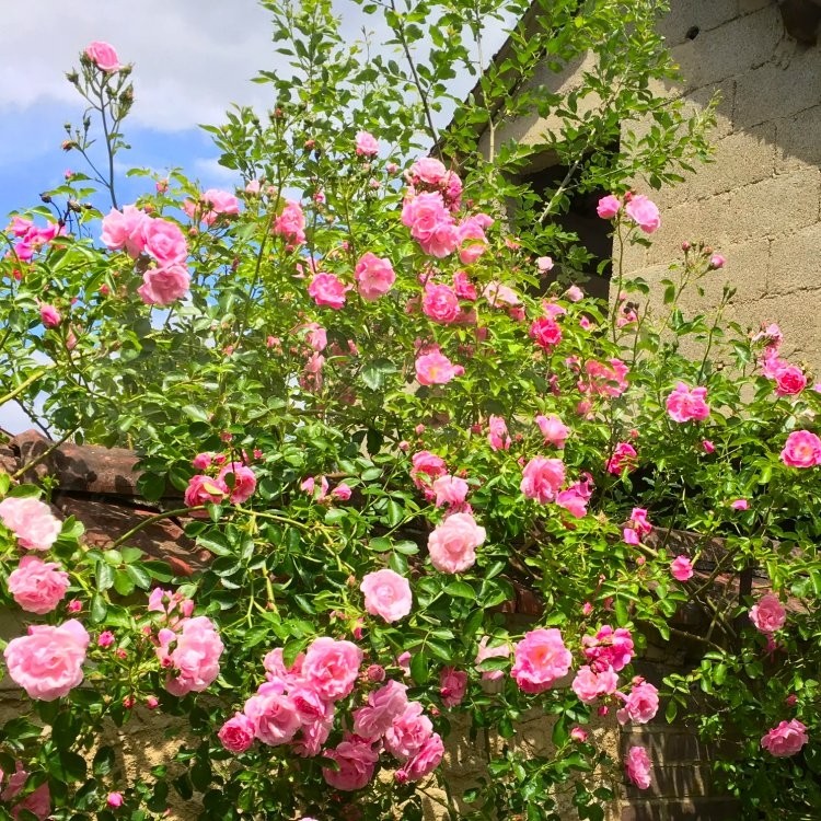 Climbing Rose Kathleen Harrop