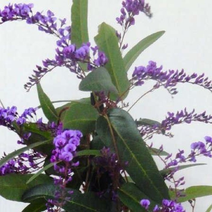Hardenbergia violacea Happy Wanderer - Evergreen Purple Coral Pea