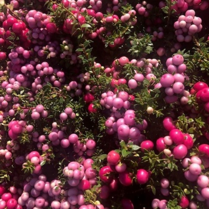 Pernettya mucronata Rosy Pink - Evergreen Prickly Heath Berry Plants