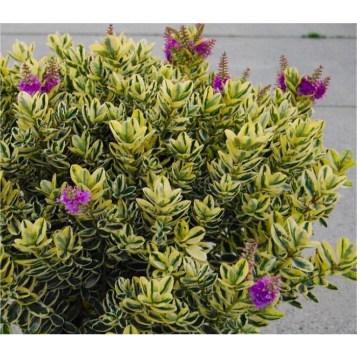 Silver Queen Hebe franciscana Varigata - Shrubby Veronica