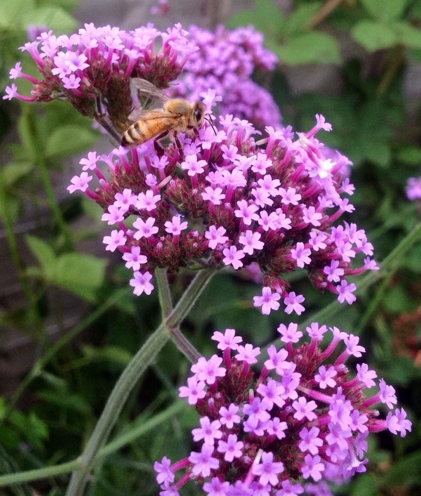 Verbena bonariensis Lollipop - Dwarf Brazilian Verbena