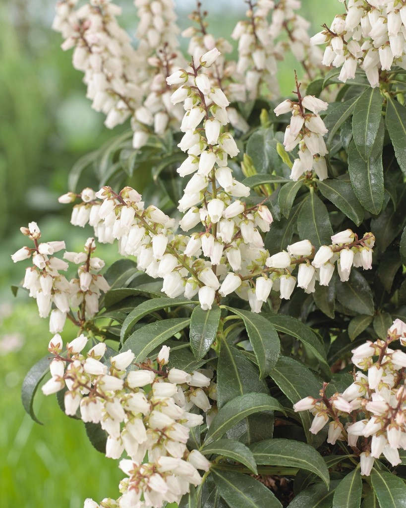 Pieris japonica 'Bonfire'