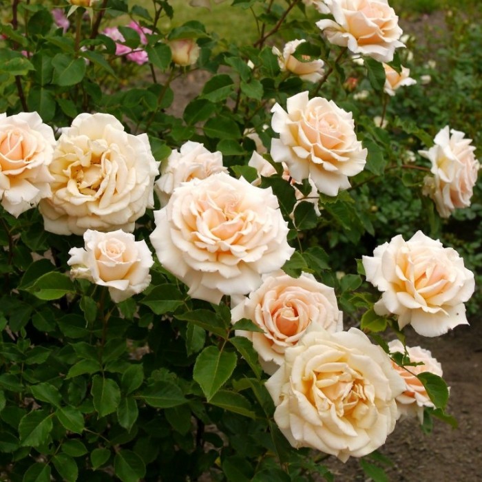 Rose Diamond Jubilee