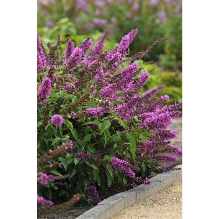 Buddleia Flutterby Petite Tutti Fruitti Pink - Dwarf Buddleja