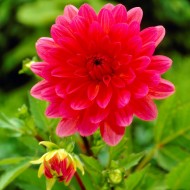 Fuchsia shrubs for sale UK | Fuchsia plants UK delivery