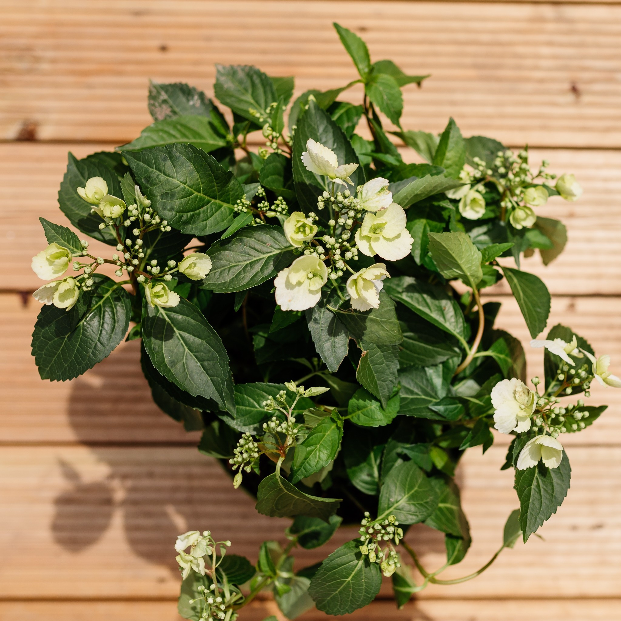 Hydrangea Runaway Bride® - Snow White